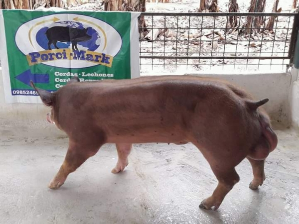 Pietrain Duroc - PORCIMARK
